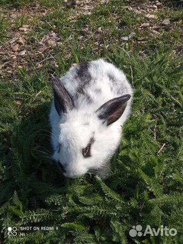 Крольчата мясные