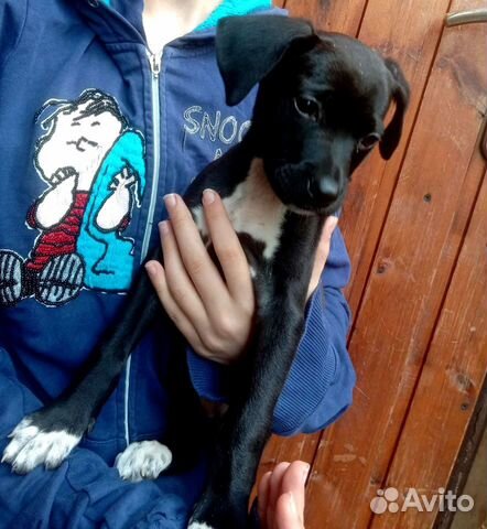 Борадор щенок