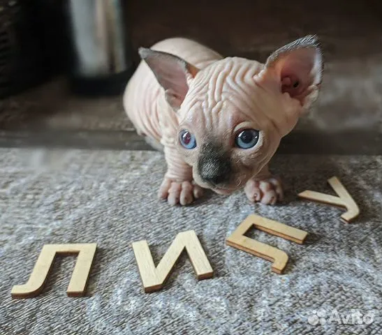 Котята бамбино, сфинкс,эльф и двэльф