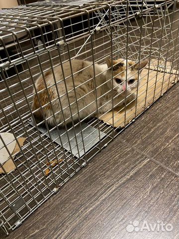 Кошка на лечении