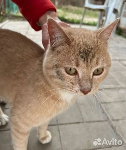 Рыжий котик в добрые руки