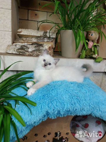 Котята породы рэгдолл