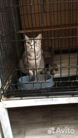 Породистая кошка в клетке