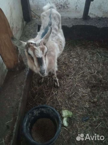 Коза дойная