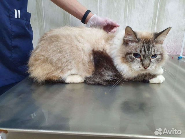 Котик ищет семью