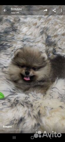 Щенки померанского шпица