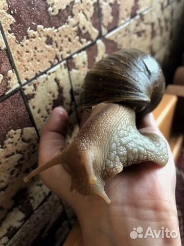 Улитки ахатины бесплатно