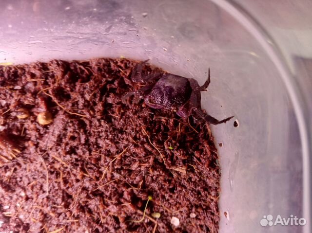 Молодь краба вампира (самцы, свое разведение)