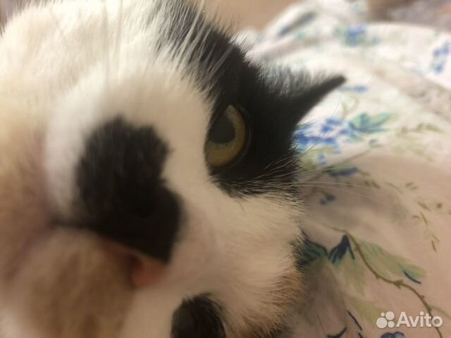 Кошки в добрые руки