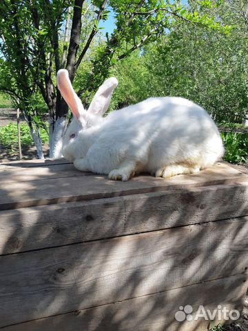 Самки белого великана и калифорнийцев