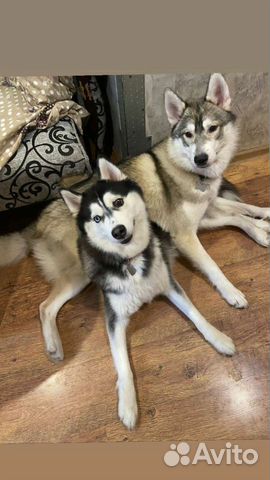 Сибирский хаски