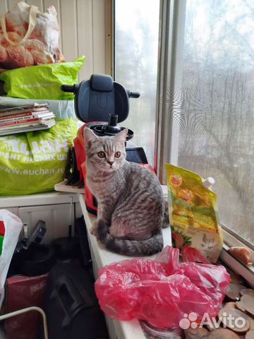Котик, шотландской породы