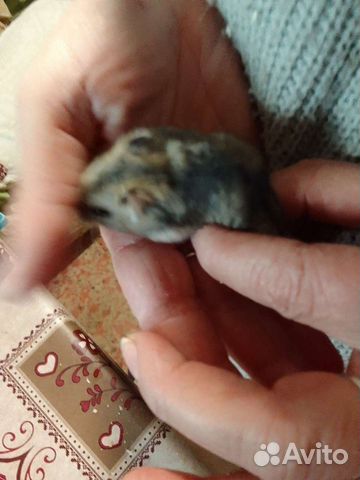 Джунгарский хомяк