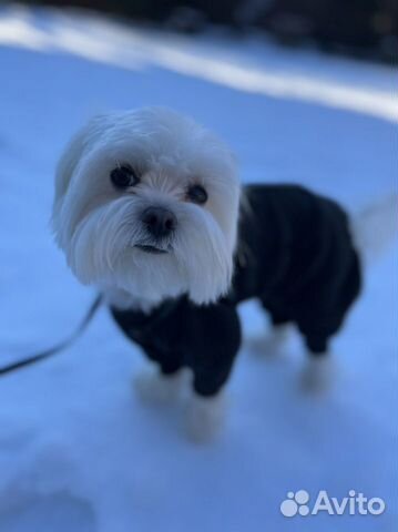 Случка/вязка мальтийская болонка (мальтезе)