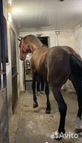 Жеребец 172 см в холке