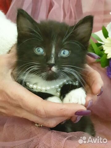 Маленькая модница Шанель