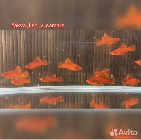 Меченосец Брокколи