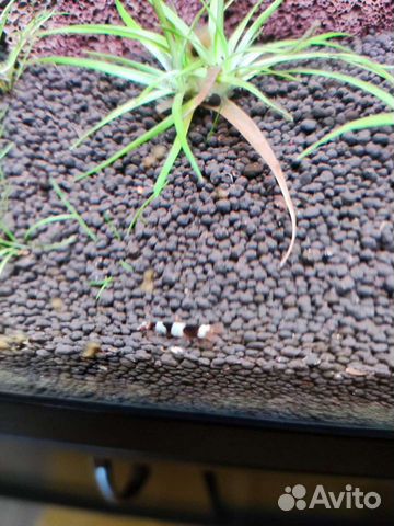 Креветки кристалл