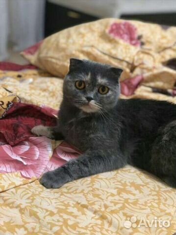 Отдам в добрые руки британскую вислоухую кошечку