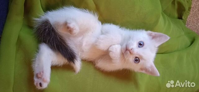 Тайчëнок котёнок