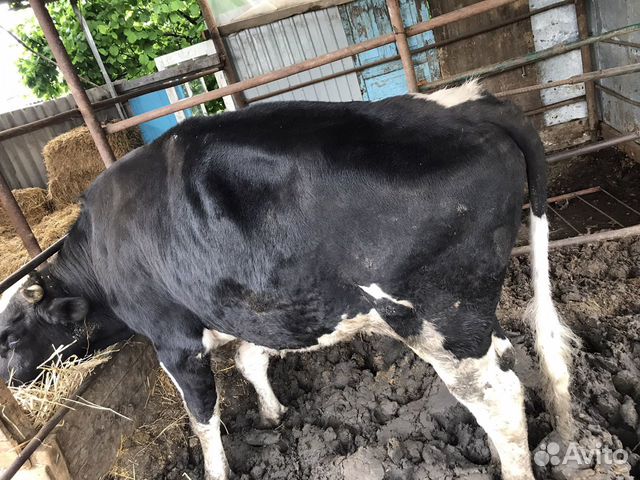 Быки на мясо живым весом