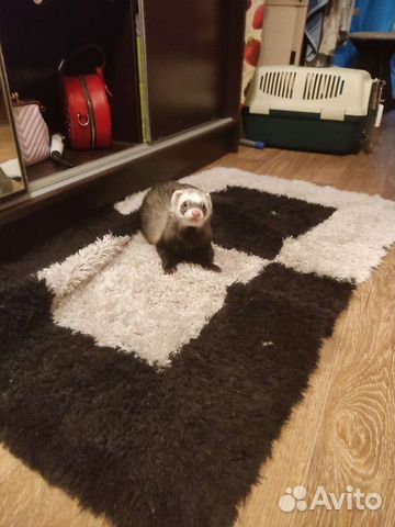 Хорёк 1год кастрированный