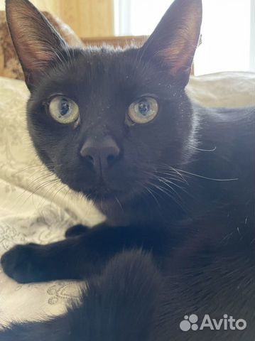 Отдам кота в добрые руки