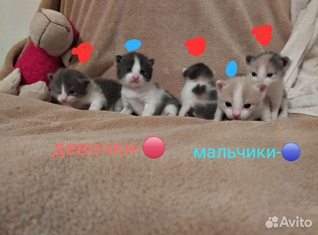 Котятки
