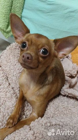 Мини той, кошка сибирская. Только вместе