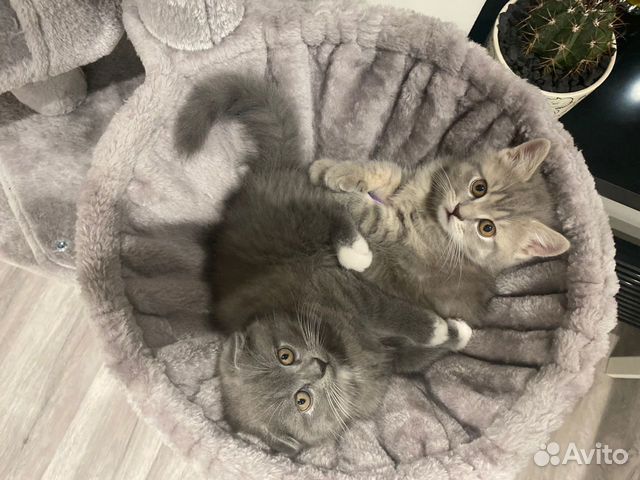 Шотландские котята