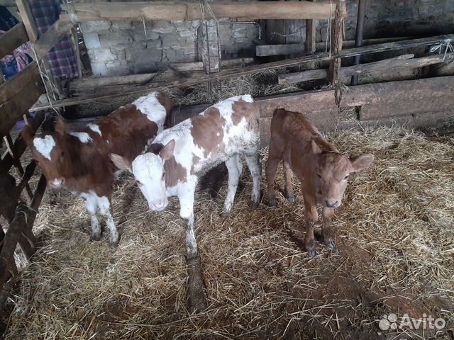 Телята телочки