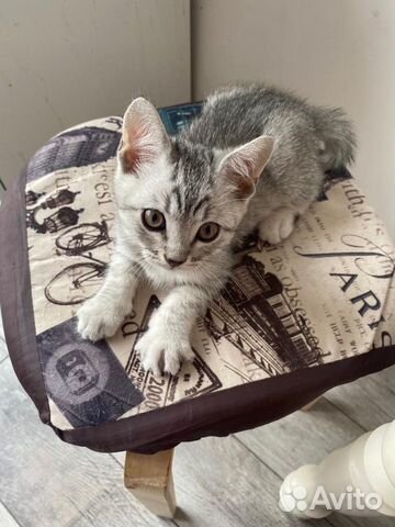 Шотландские котята