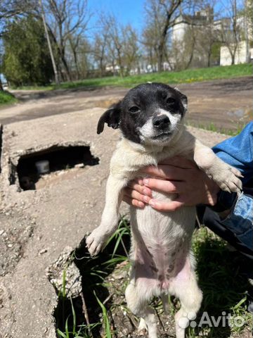 Собака