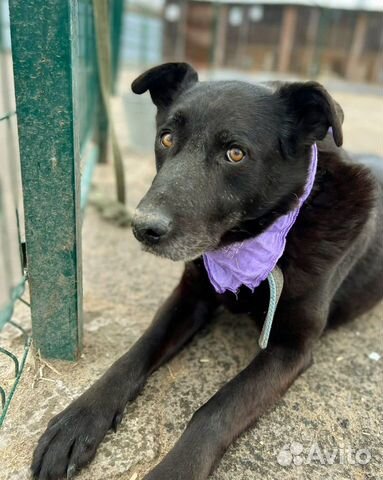 Этот пес не должен остаться в приюте навсегда