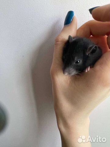 Отдам в добрые руки крысят