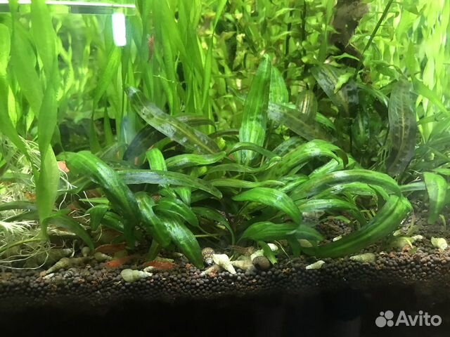 Валлиснерия и криптокорина для аквариума