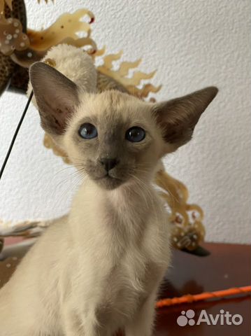 Ориентальные котята