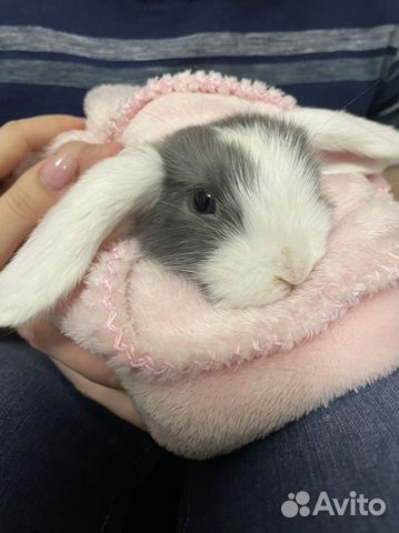 Декоративный кролик