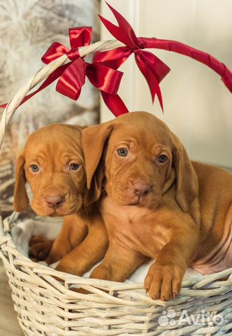 Венгерская выжла