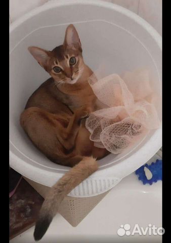 Абиссинская кошка