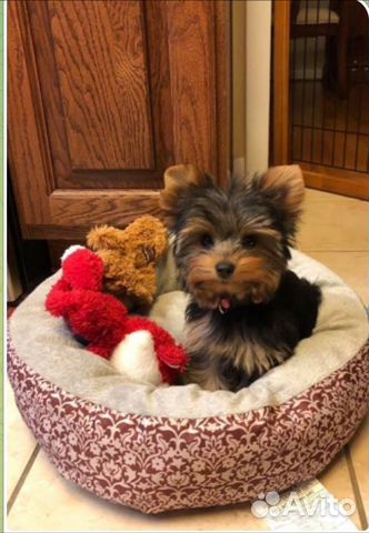 Продам мини Йорк