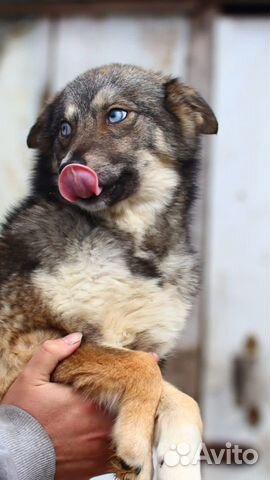 Собаки бесплатно