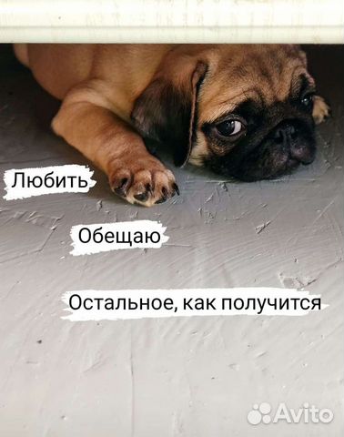 Мопс