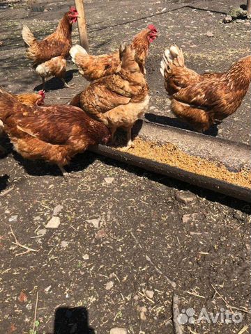 Куры молодки несушки