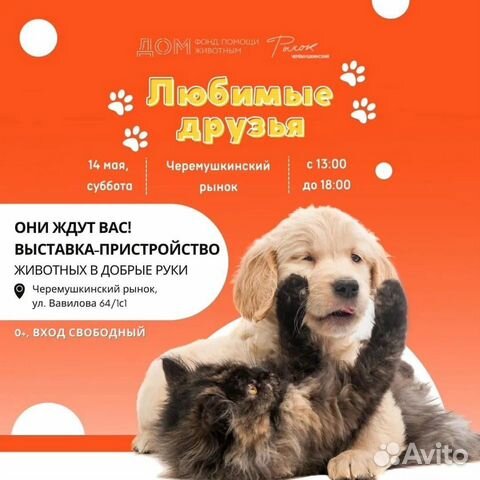 Выставка пристройства кошек и собак в добрые руки