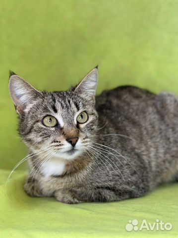 Кошечка в добрые руки