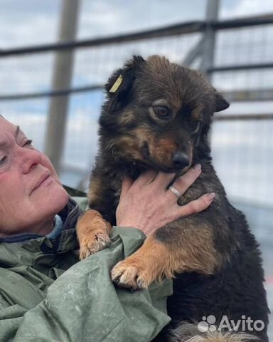 Отдаю собачку Колу в добрые руки