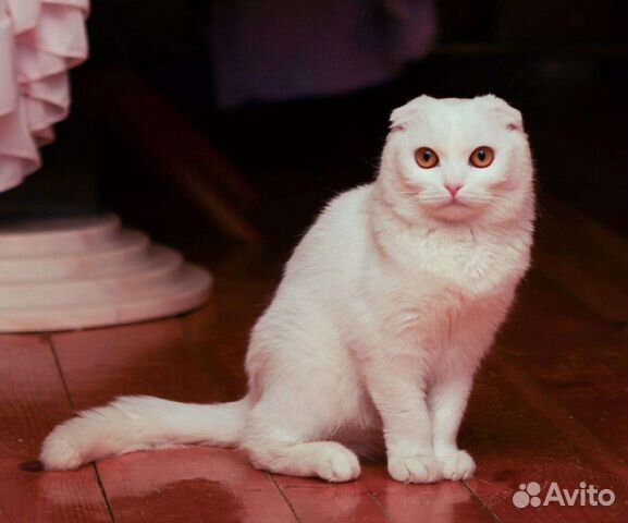 Вислоухая кошечка подросток в дар