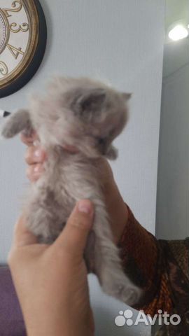 Котенок бесплатно