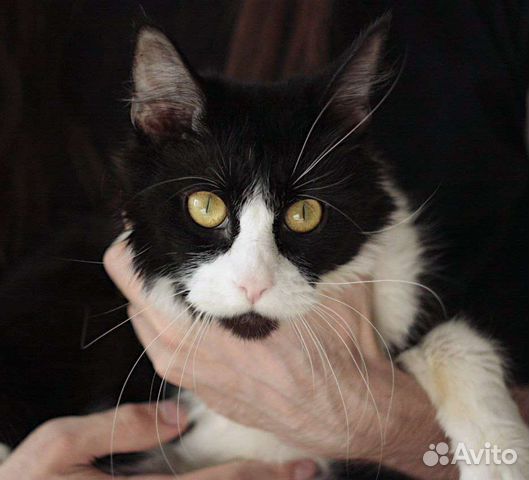 Кошка картошка